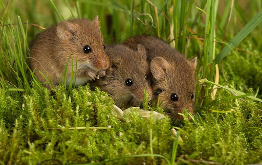 rodents – Thunder Pest Control