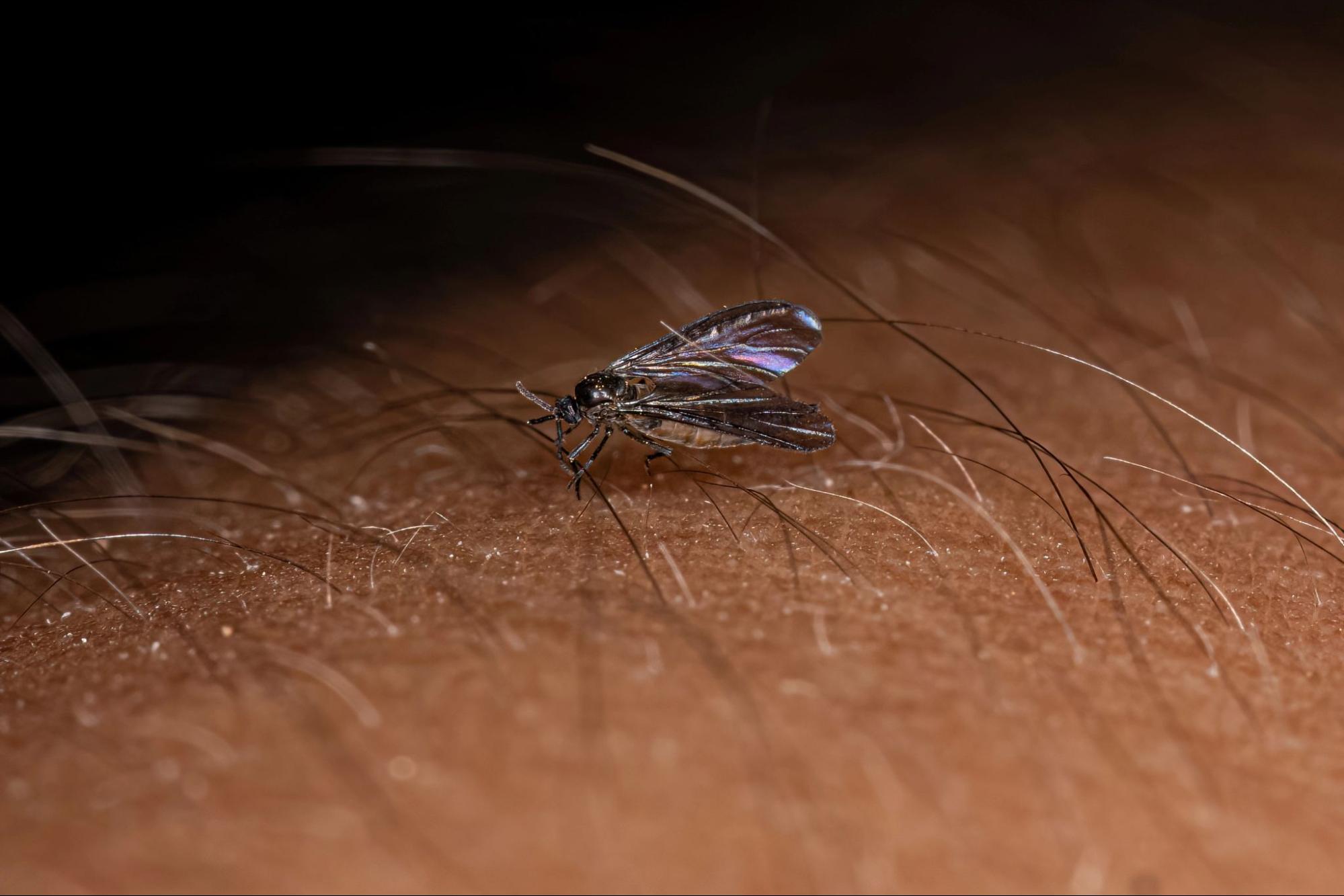 Where Do Gnats Come From
