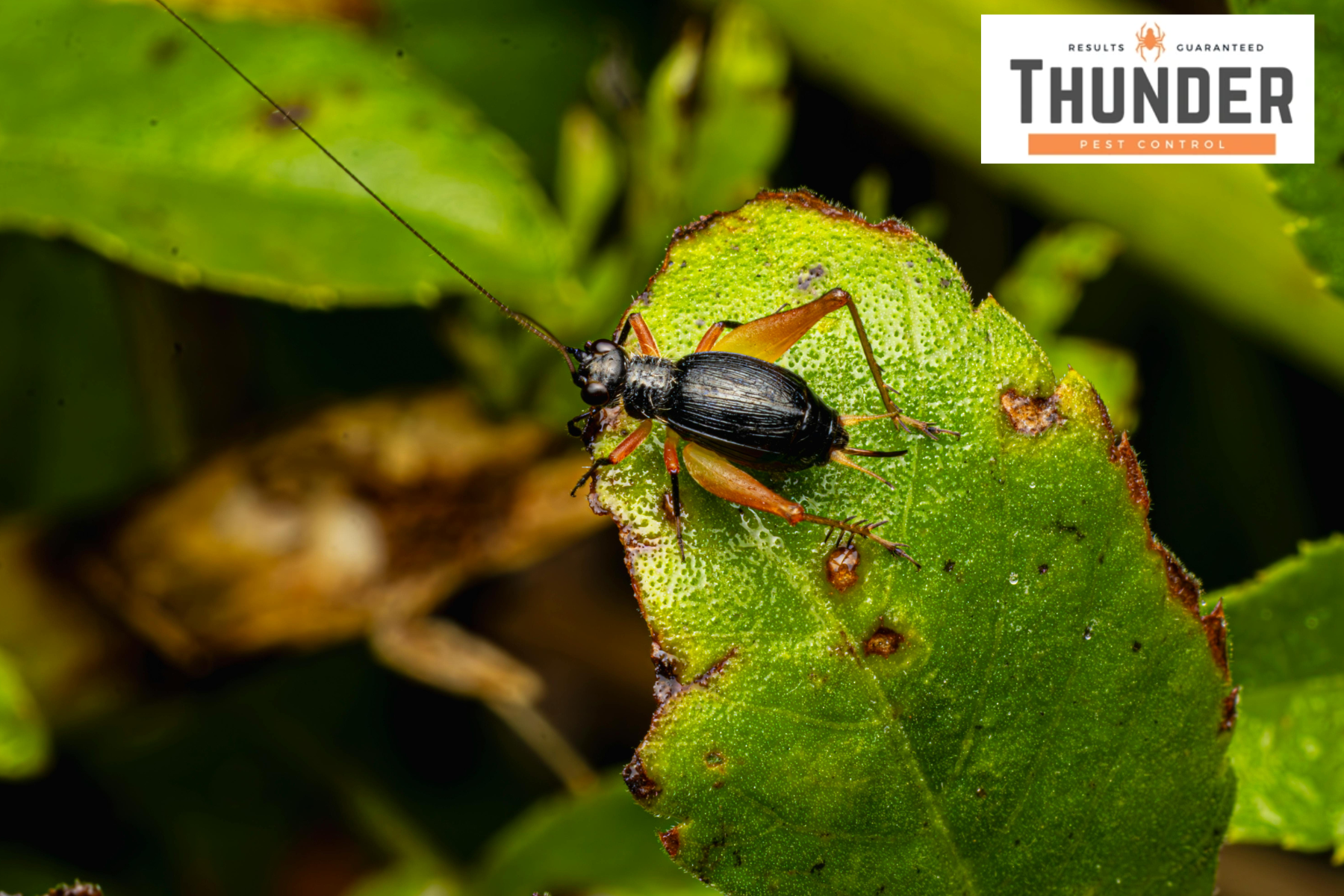 Can Crickets Bite? Everything You Need to Know