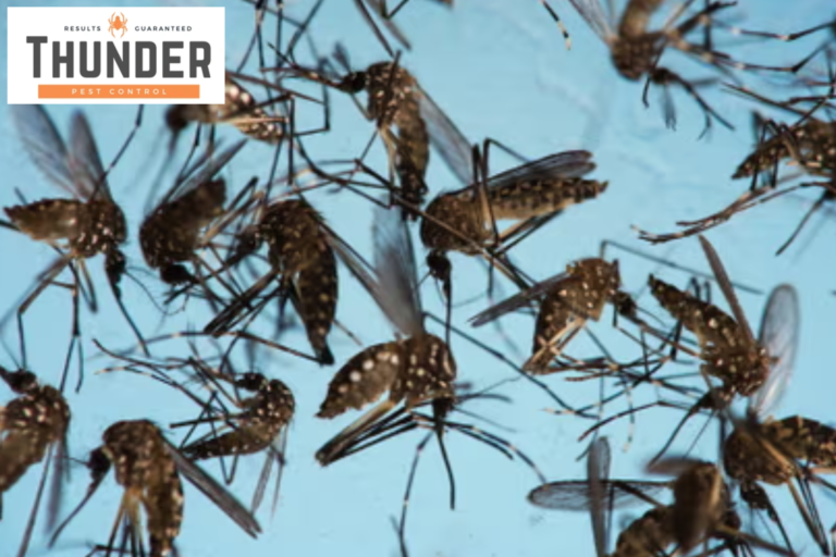 Bit By a Mouse? When to Worry and What to Do - Thunder Pest Control