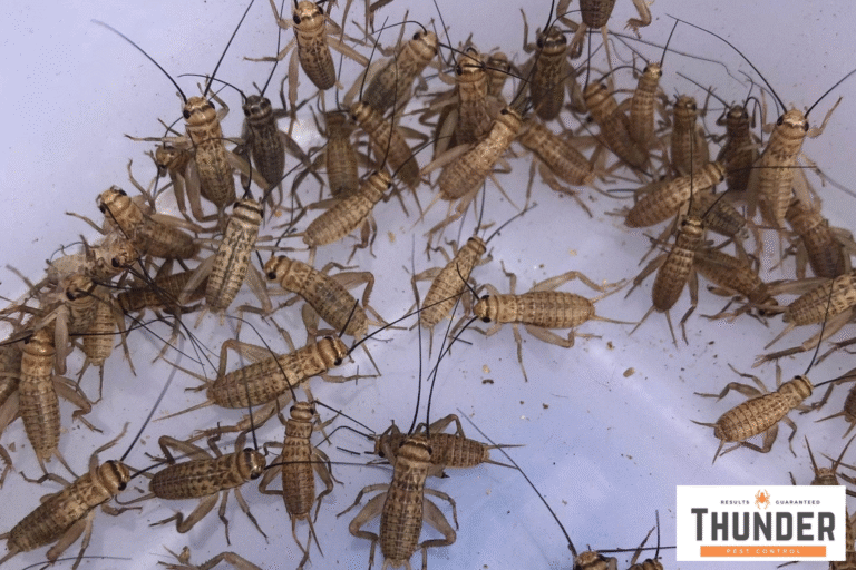 What Crickets Eat: Facts on These Noisy Night Bugs