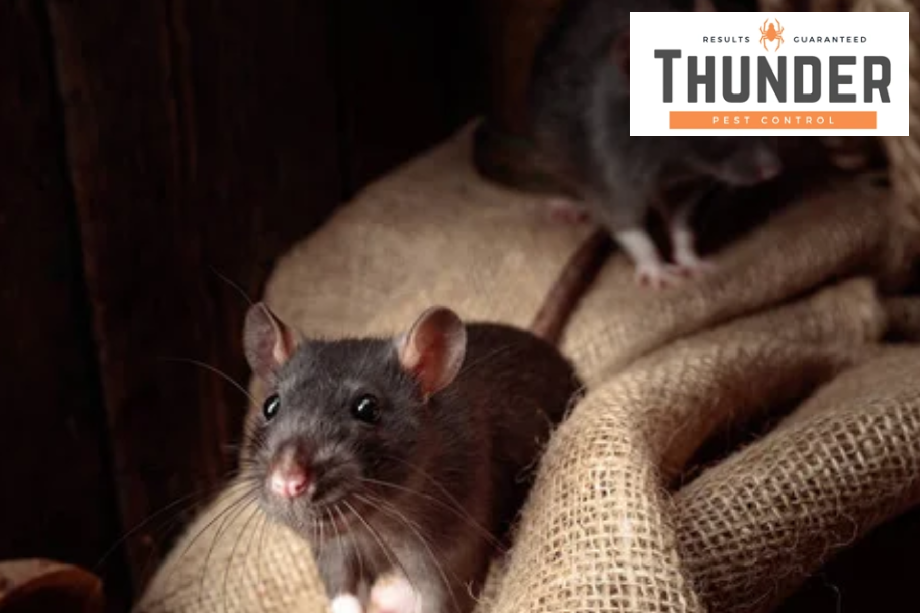 How Long to Fully Eliminate a Rat Problem in Altus?