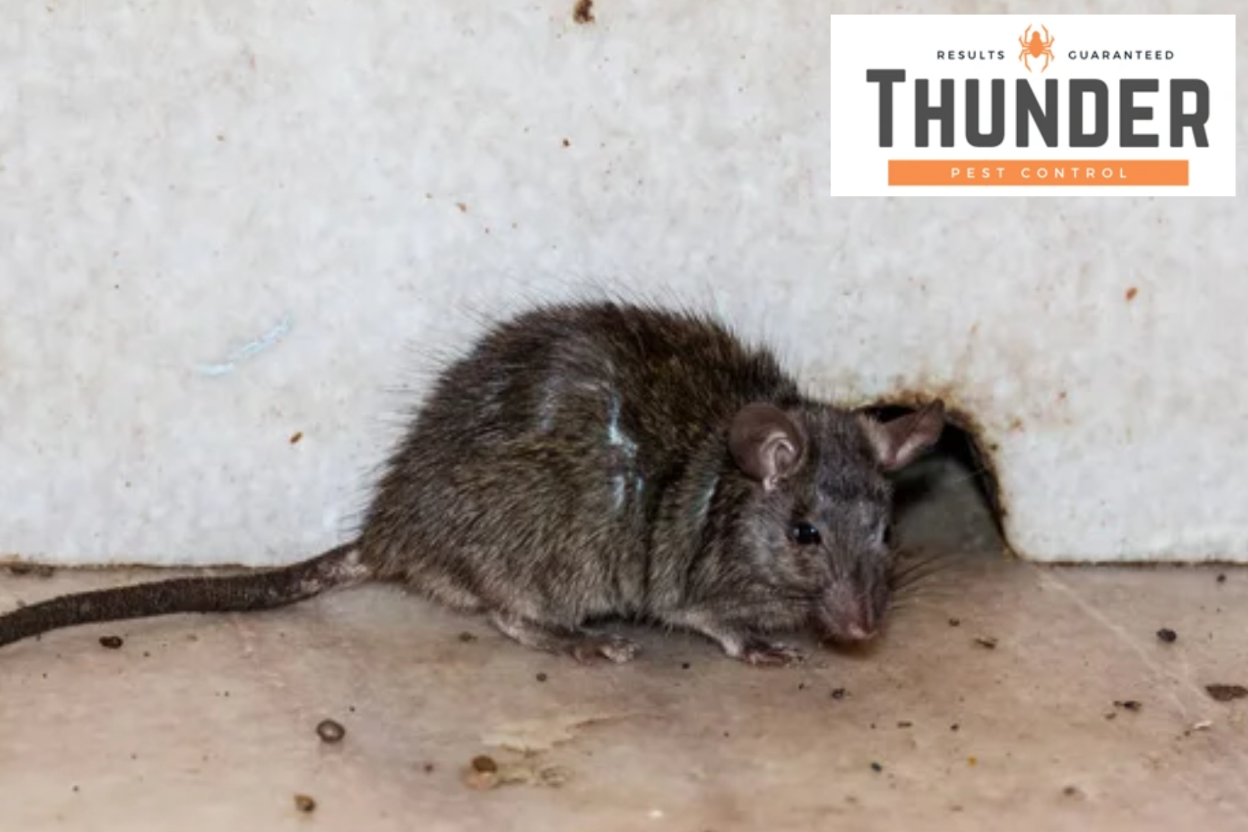 How Often to Schedule Rat Inspections for Your Altus Home